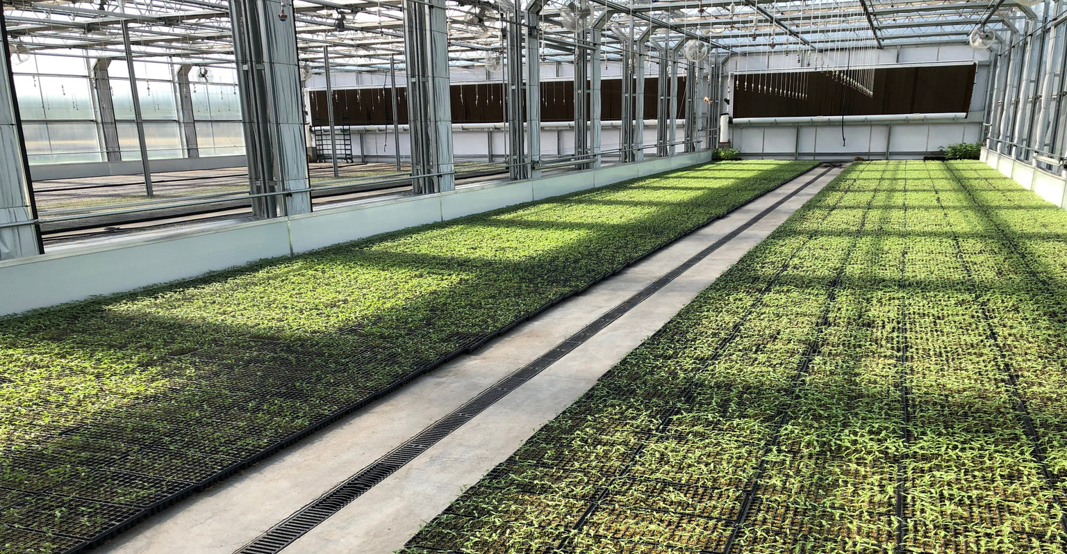 ENDO-SCIENTIFIC FULL SPECTRUM HEMP / CBD EXTRACTS